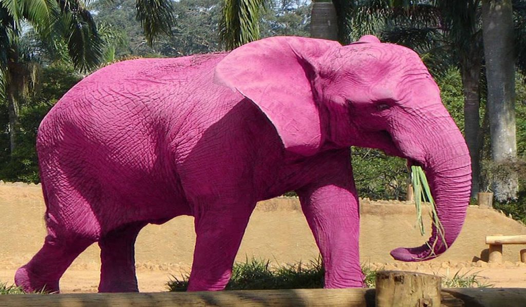 10 animales color rosa que existen en el mundo | La Otra Cara